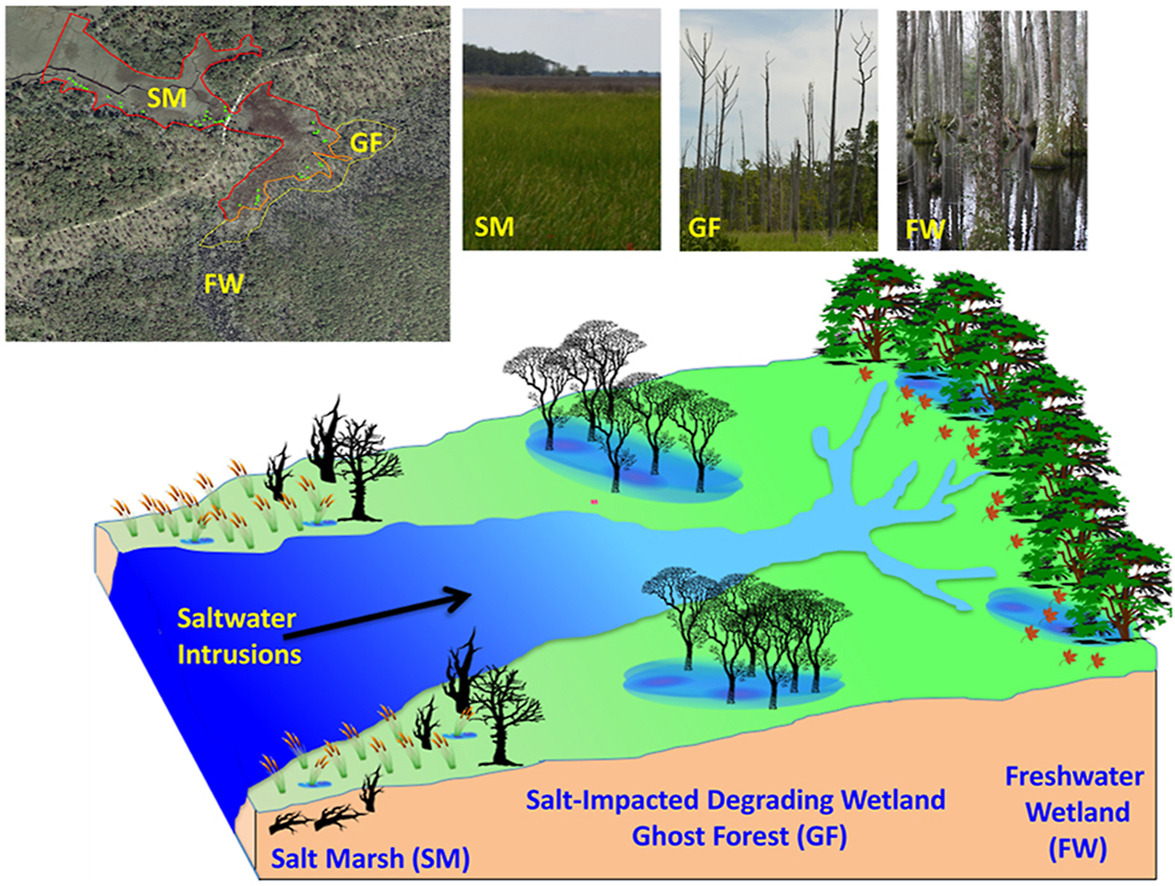 Unique biogeochemical characteristics in coastal ghost forests – The transition from freshwater ...